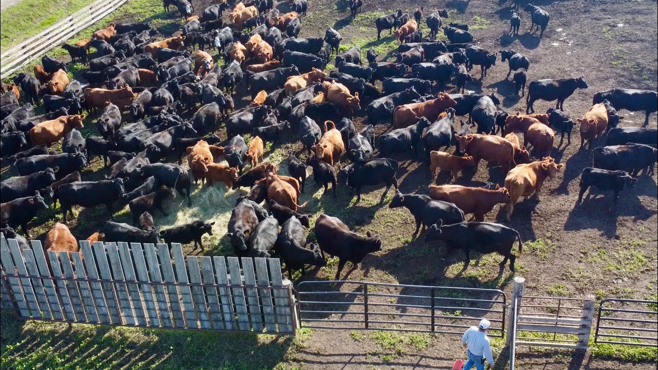 Real Life Cattle Ranching! - YouTube