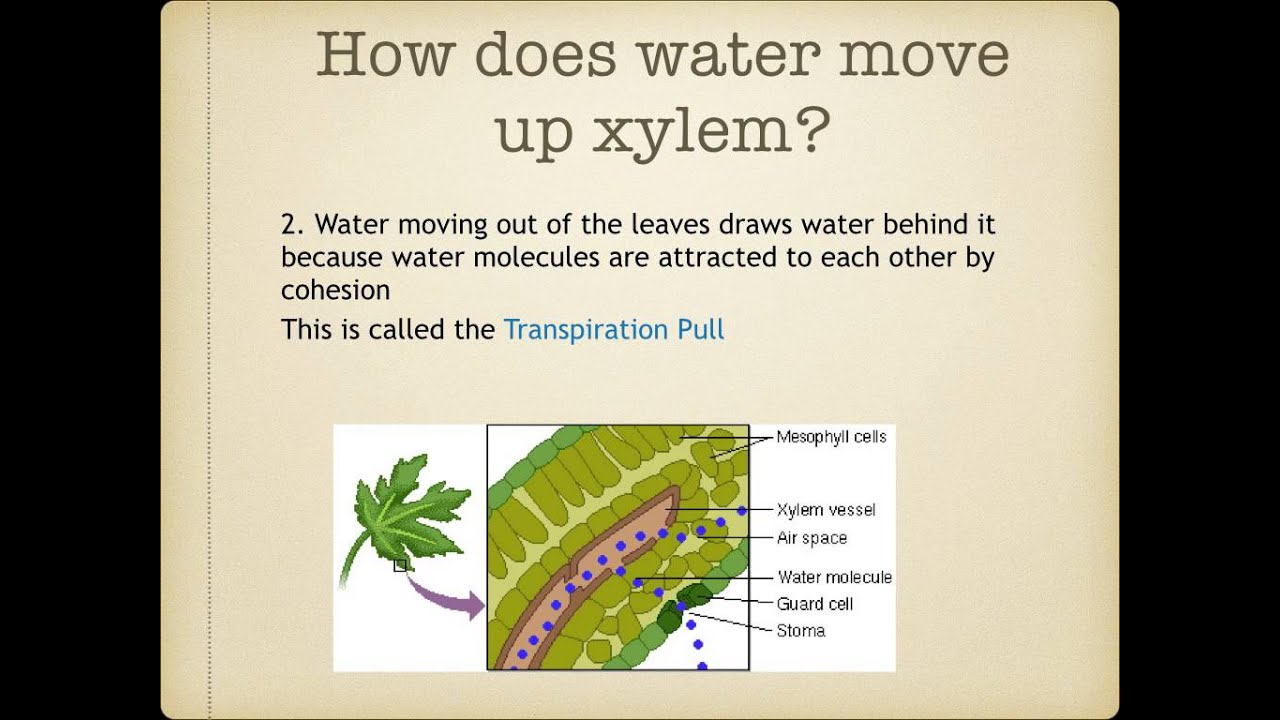 IGCSE. 2.8 Transport of water in stem - YouTube