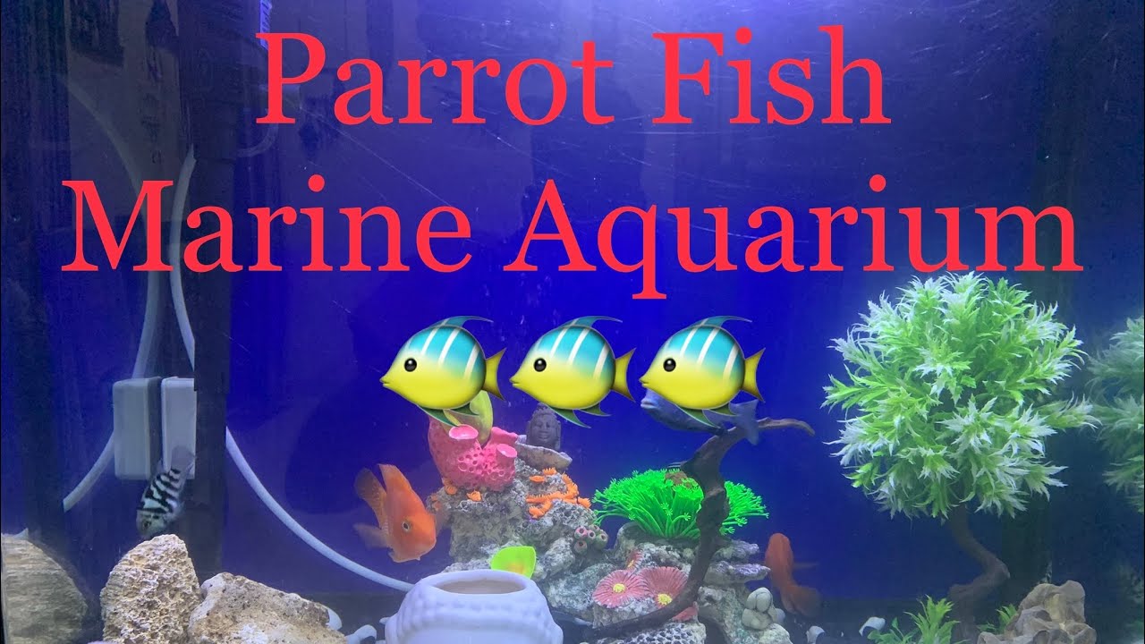 Parrot Fish Marine Aquarium | Blood Red Parrot Cichlid | Kissing Fish ...
