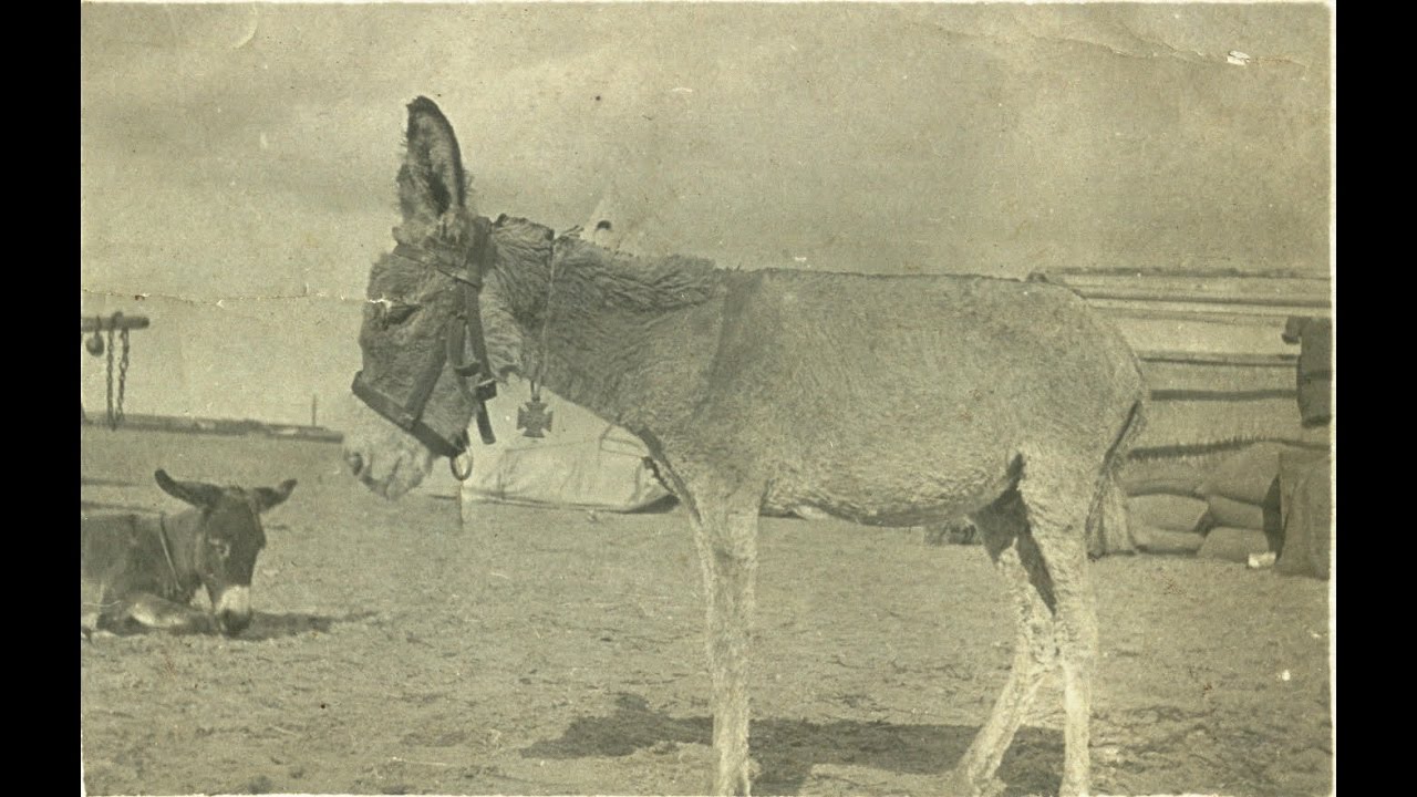 A Gallipoli Donkey Named Murphy - YouTube