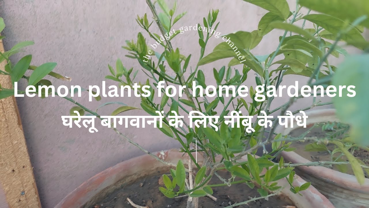 lemon plant say zadah limboo kese layn l नींबू का पौधा ज़दा लिंबू केसे ...