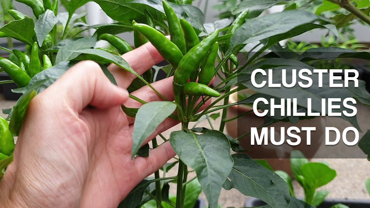 CLUSTER CHILLI VARIETY | How to sustain flowering and fruiting - YouTube