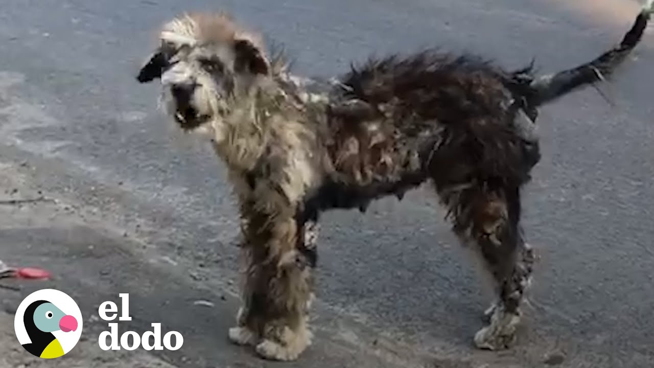 Mira a esta perrita callejera transformarse en la cachorrita más hermosa