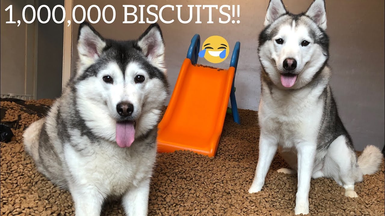 1,000,000 Dog Biscuits In My Living Room For My Huskies! [NOT CLICKBAIT ...
