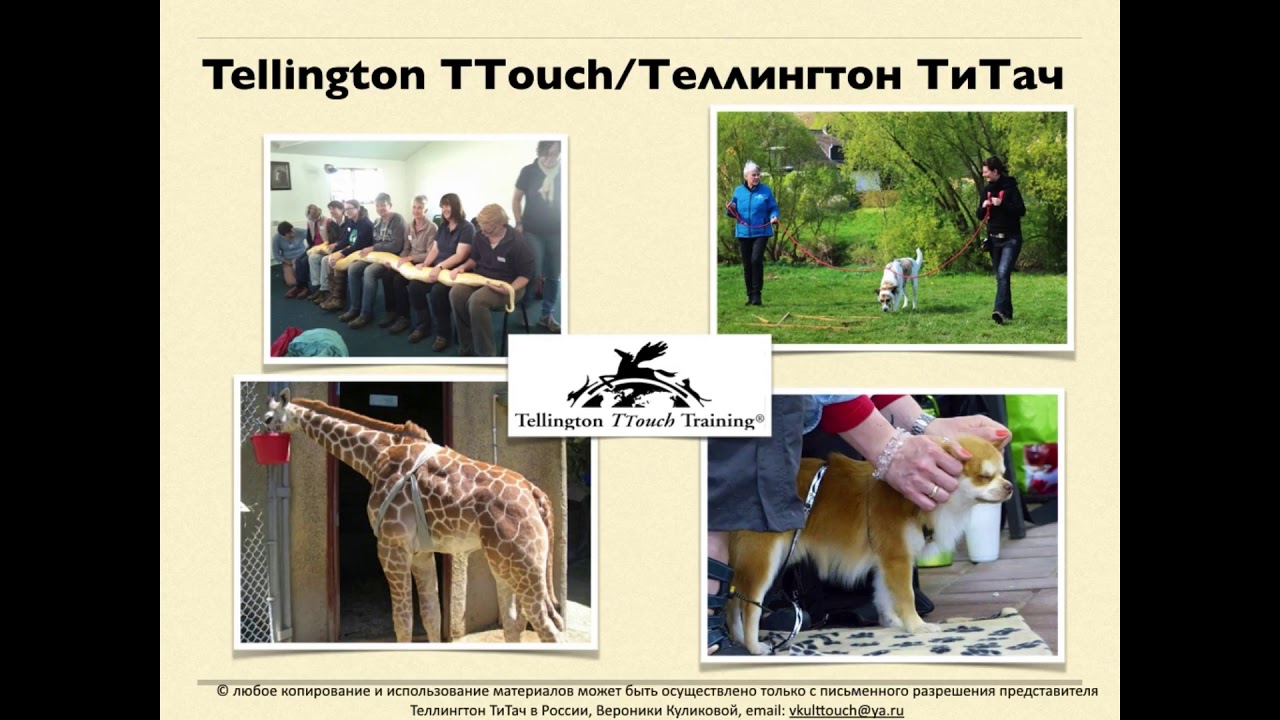 Знакомство с методом Tellington TTouch - YouTube