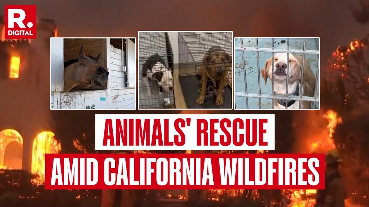 Amid California Wildfires, Animals Find Shelter At Rescue Homes - YouTube