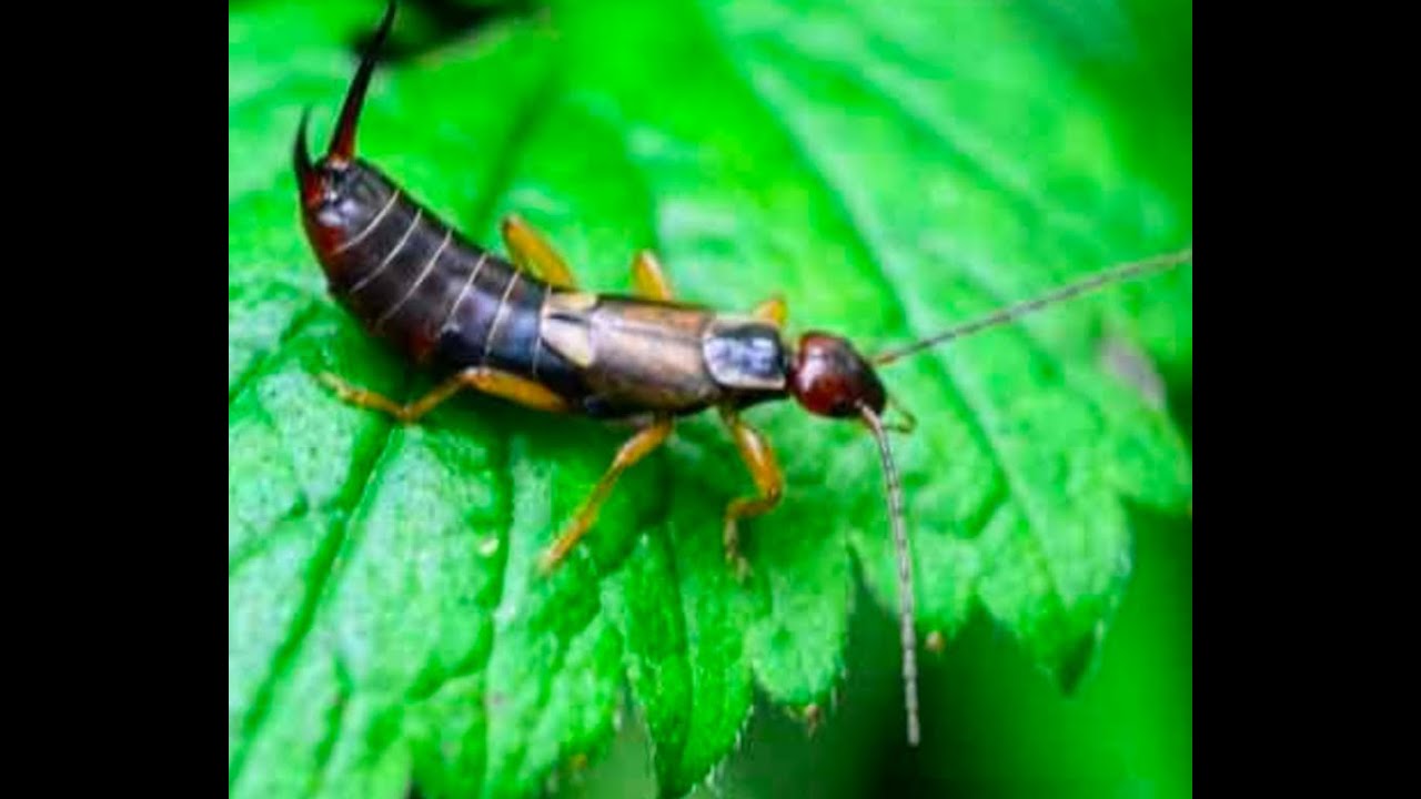 Earwig Swimming In Water #short - YouTube