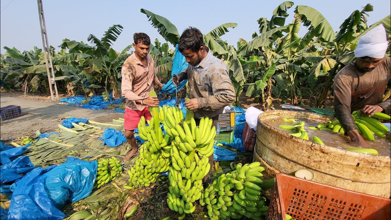 MFC_Ahmedabad_Gujarat | Export_Quality_Bananas_Packing | Banana ...