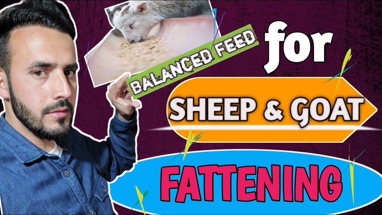 Sheep and Goat fattening program/Sheep and Goat fattening feed/Prepare ...