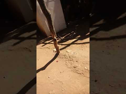 mostrando galo que vou matar