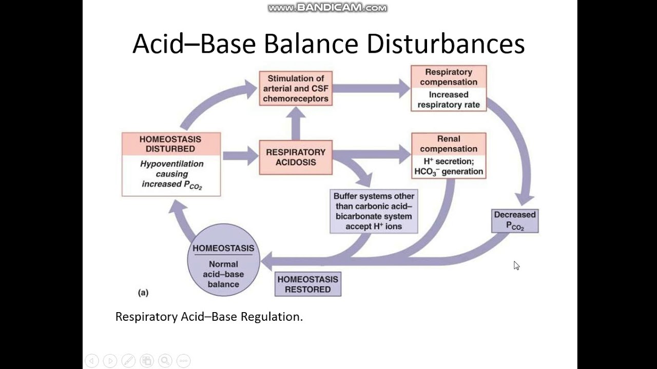 Types of Acid Base Imbalances Pt.2 - YouTube