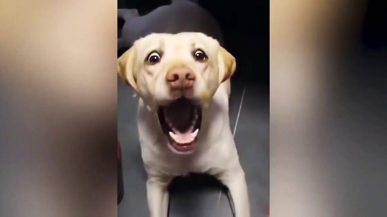 😁🐕🐈 Perros y Gatos graciosos Animales graciosos 🐈🐕😁 - YouTube