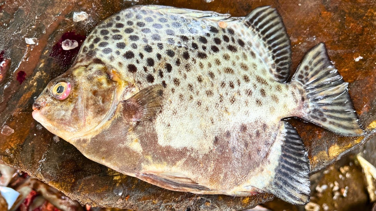 KASIMEDU FISH CUTTING BY SPEED SELVAM | HD VIDEO | IN KASIMEDU ...