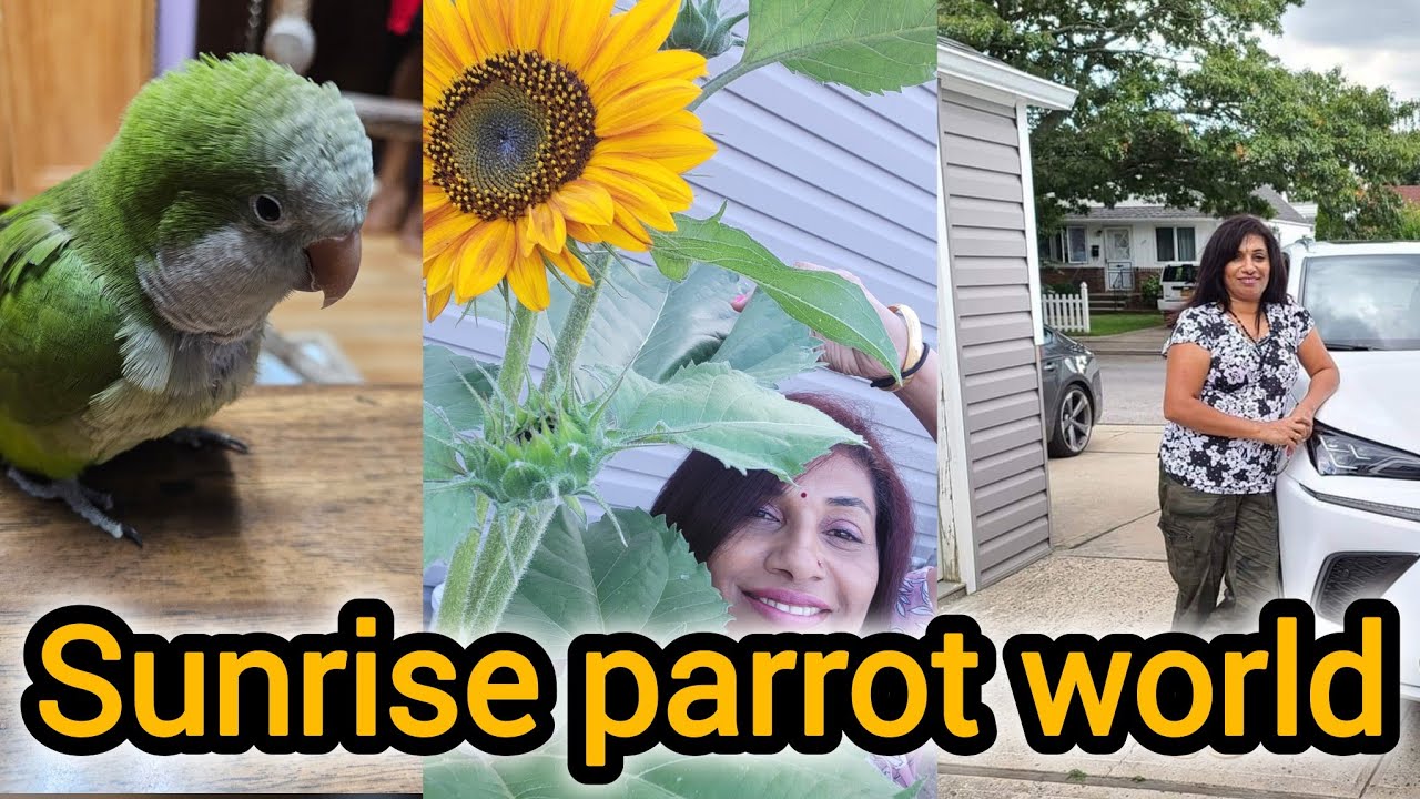 Sunrise Parrot world | Monckparrot | Newyork | @MinisLittleWorld - YouTube