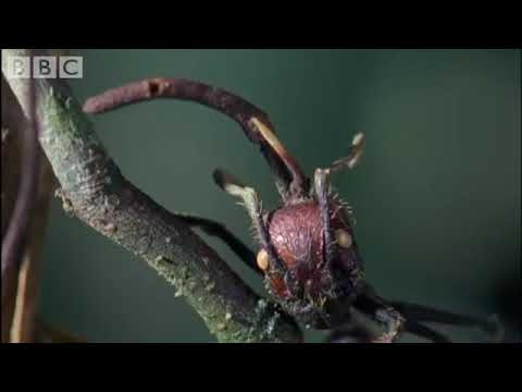 Cordyceps attack of the killer fungi - Planet Earth Attenborough BBC ...