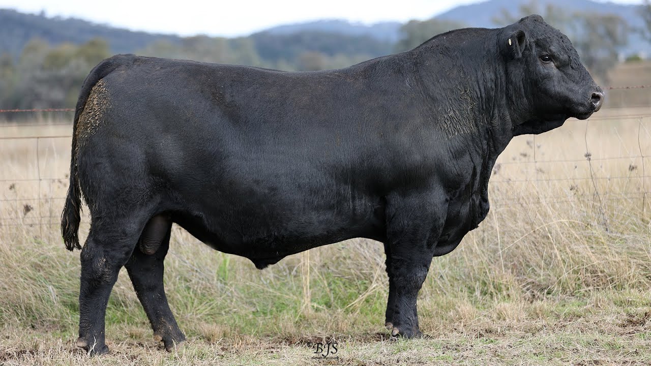 Lot 36 BBX22T287 Cascade 2024 - YouTube