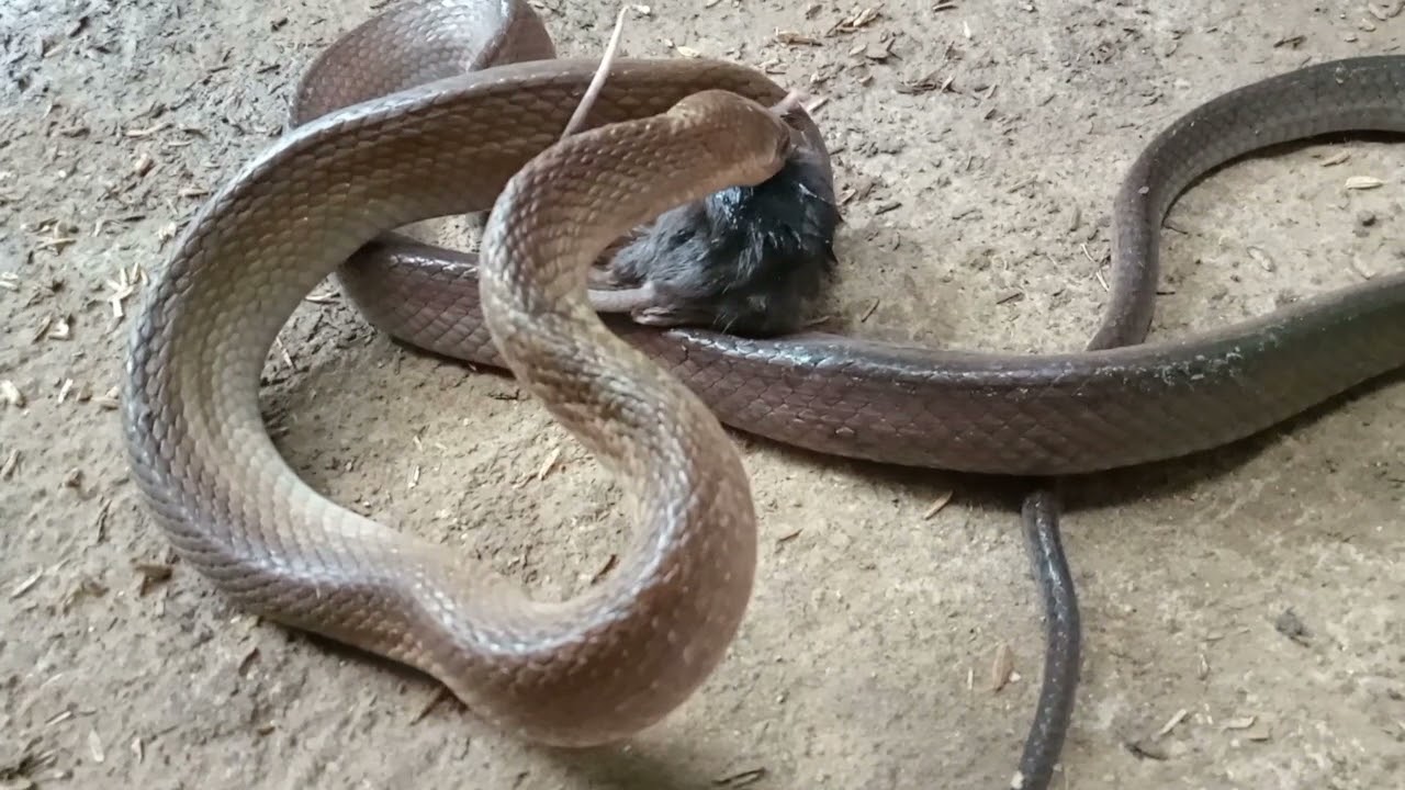 Rat snake vs Mice..... ️ live feeding MAk DON TV - YouTube