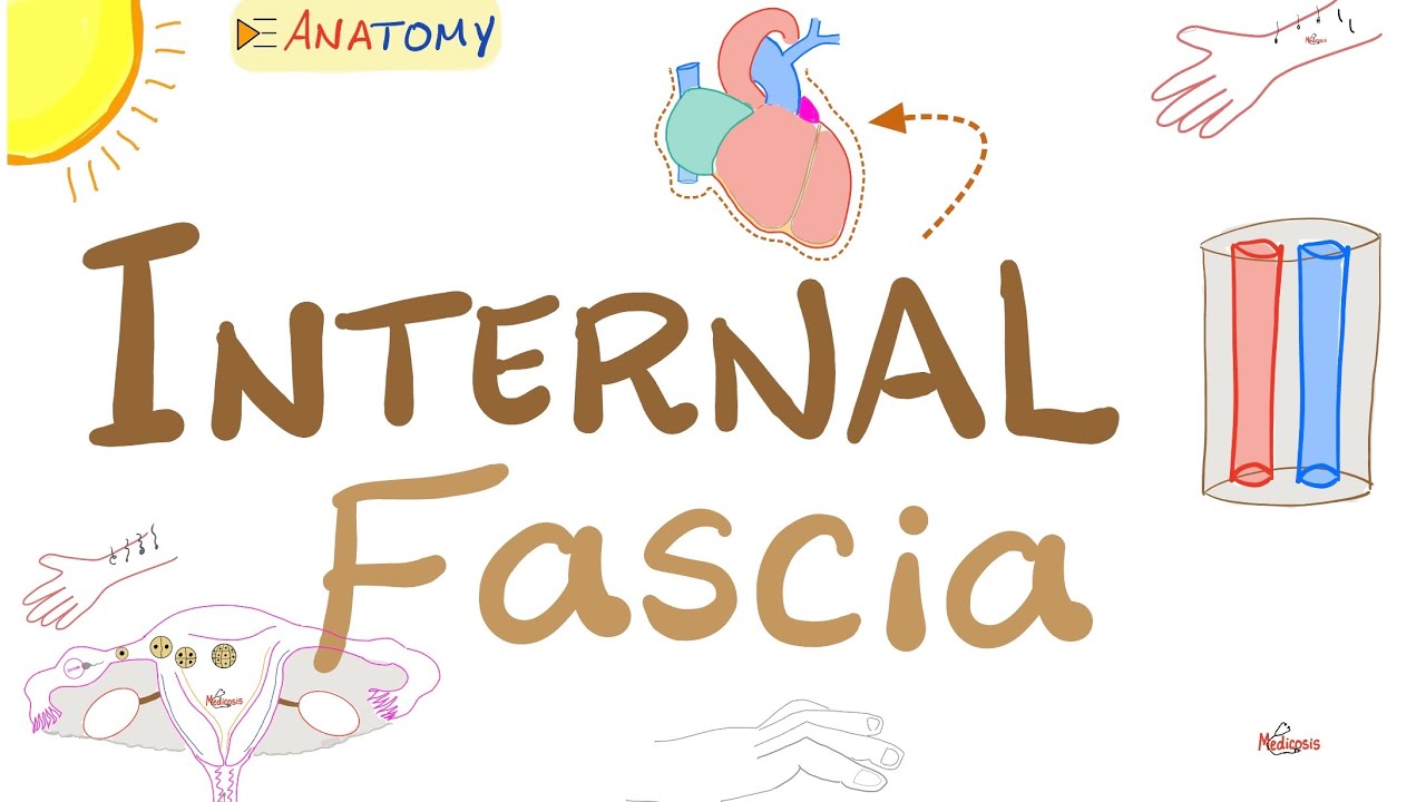 What’s the Internal Fascia?! | Anatomy - YouTube