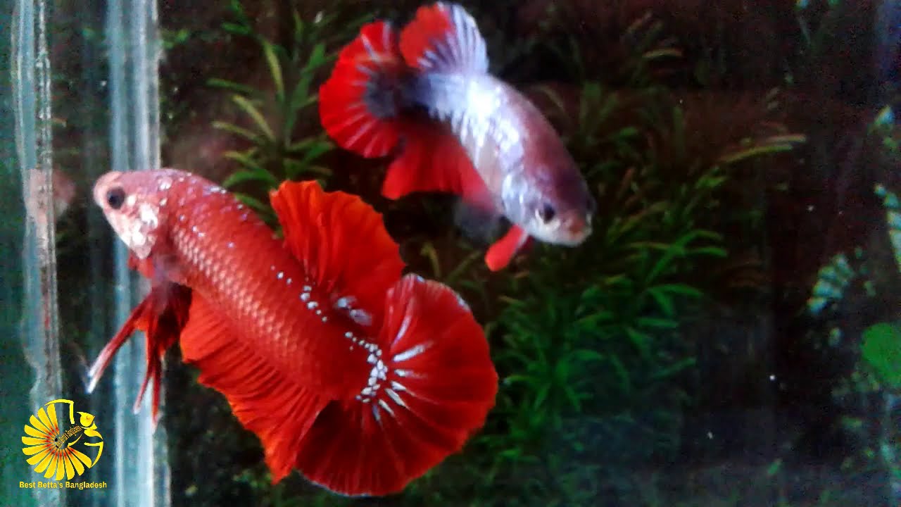 Super Red Hellboy HM Plakat Betta - YouTube