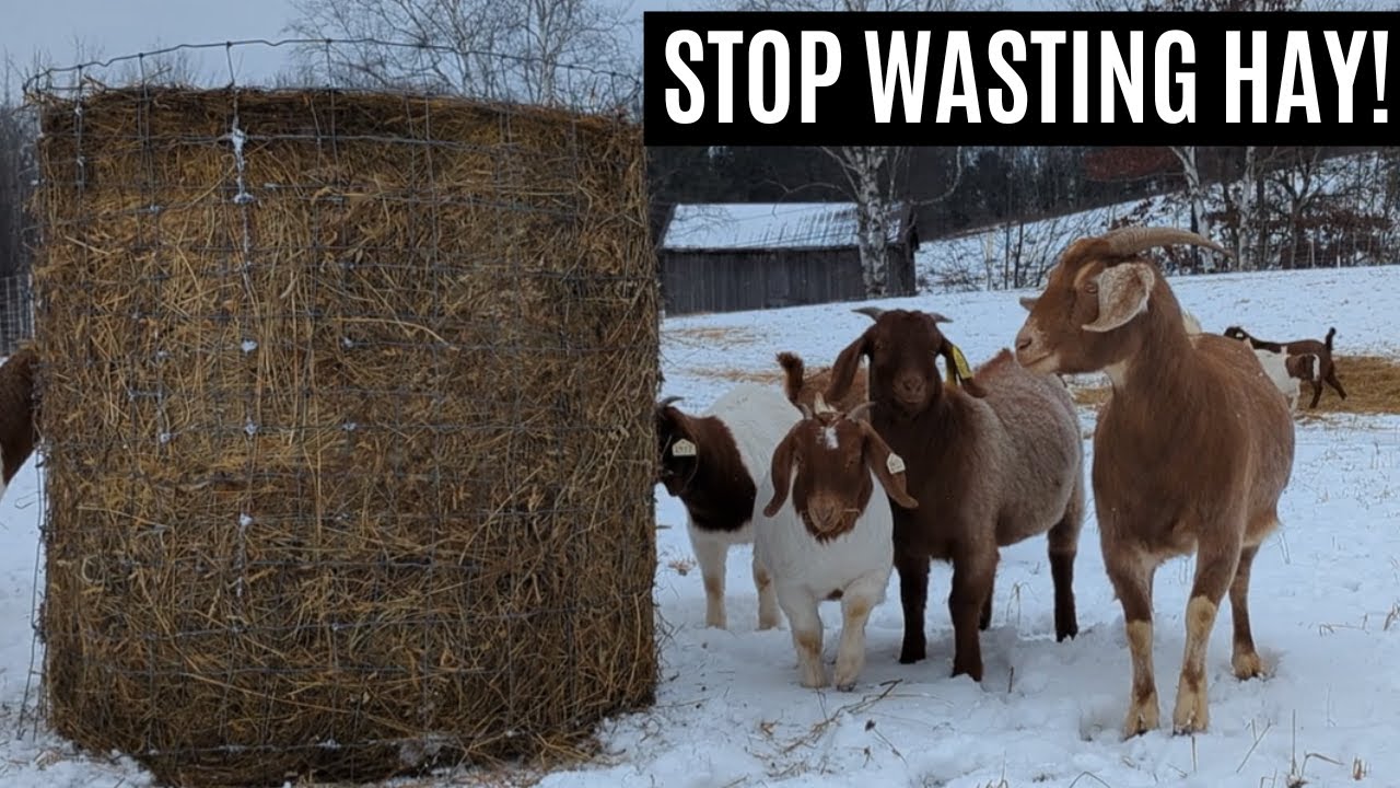 How We Feed Round Bales to Goats - YouTube