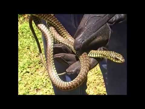 Spotted Boomslang (Afr. Tree Snake) - Dispholidus typus punctatus ...
