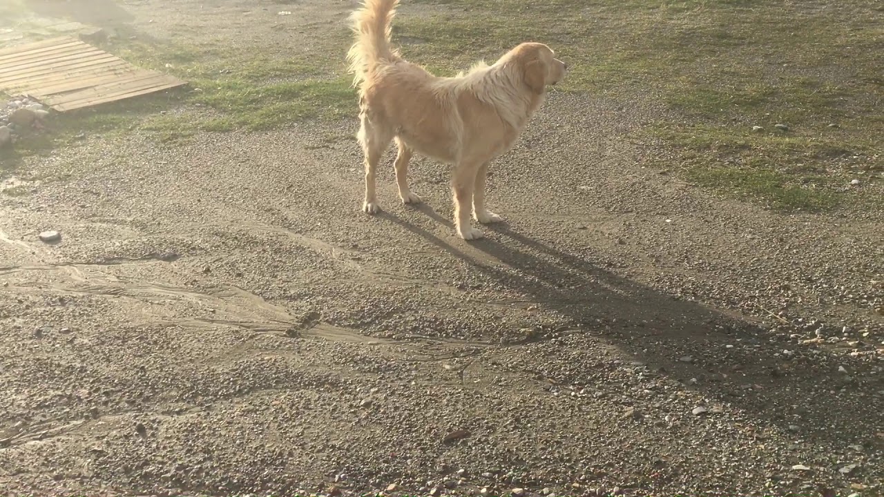 Life of Homeless Golden Retriever and Chocolate Lab | Living On The ...
