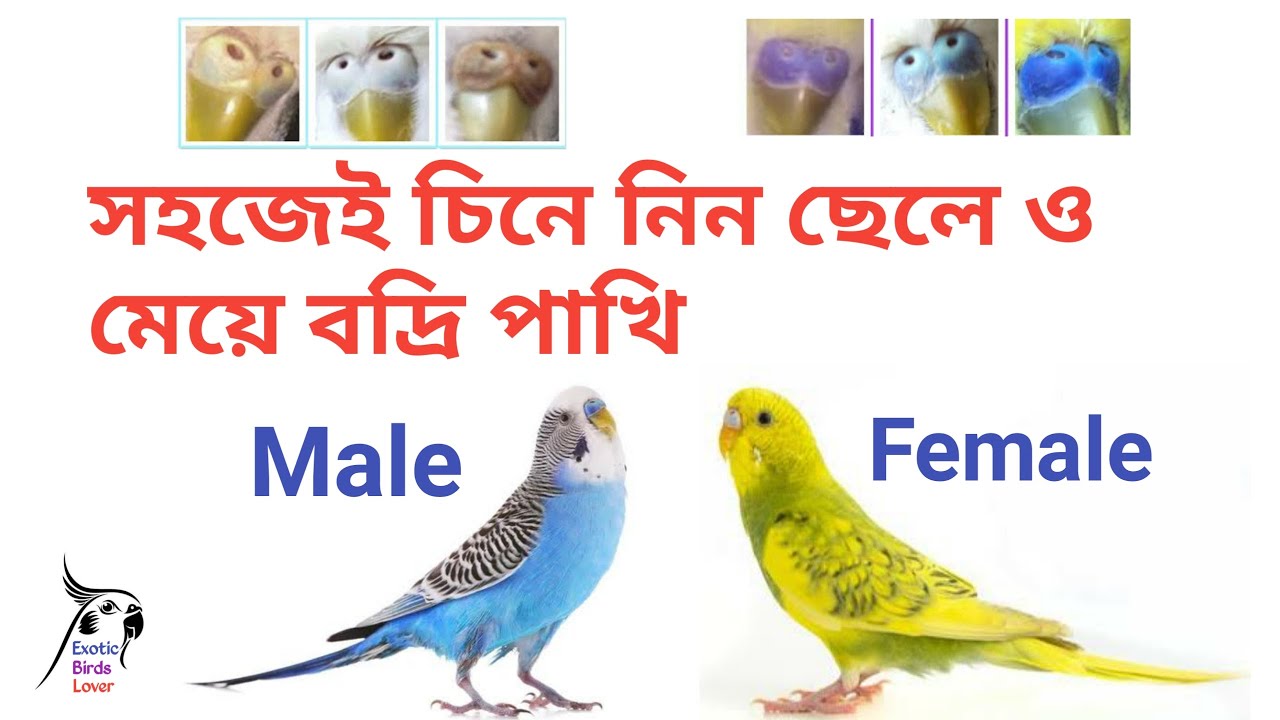 How identify Male and Female Bodghi bird/কিভাবে ছেলে মেয়ে বদ্রি পাখি ...