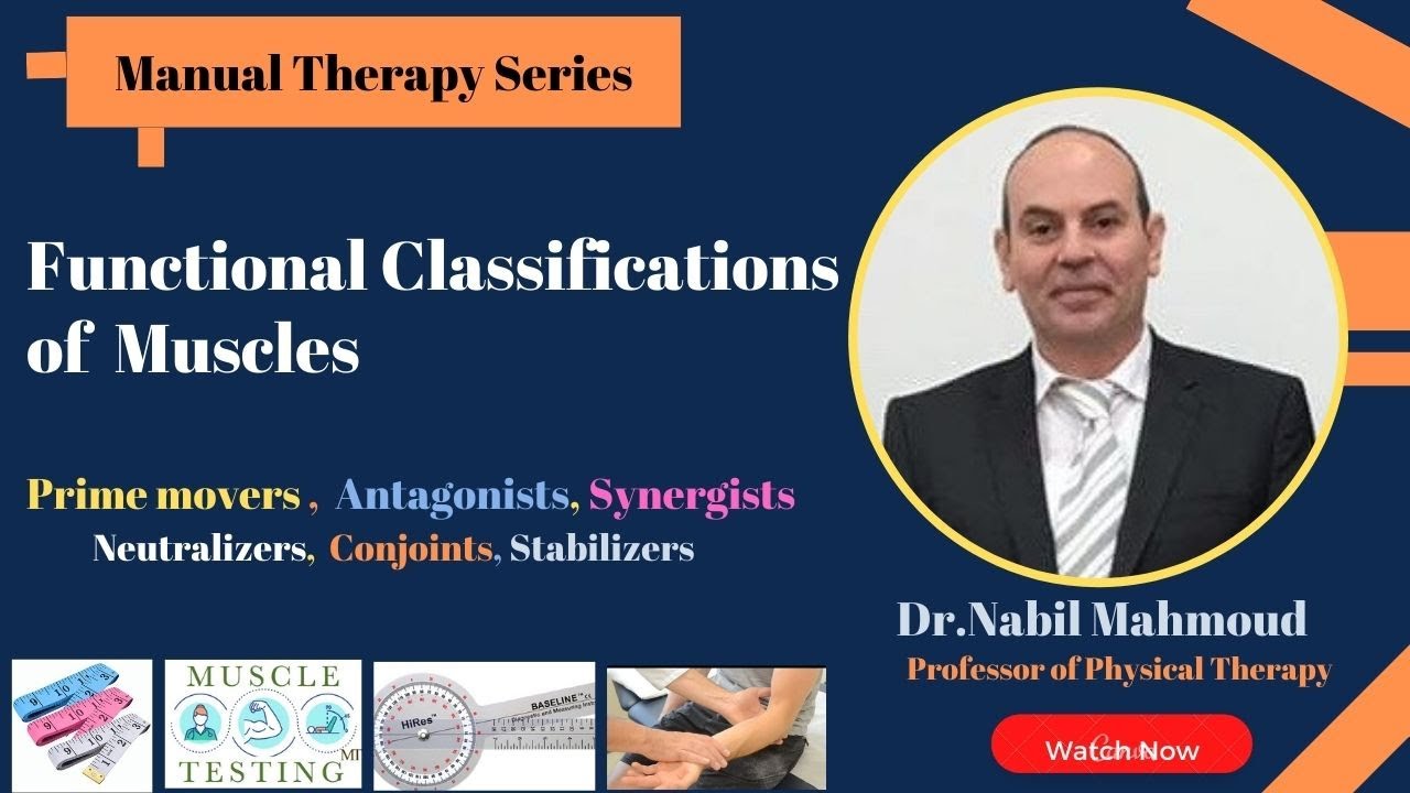 Functional classifications of Muscles - YouTube