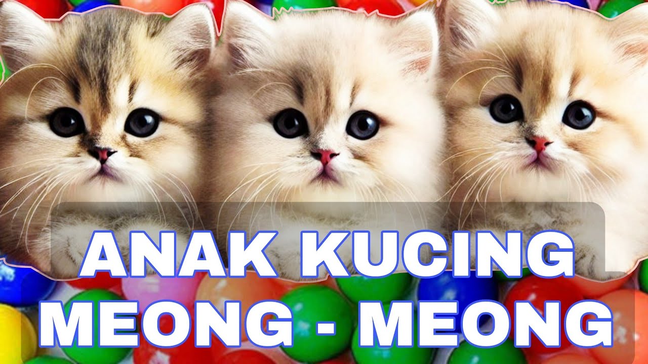 ANAK KUCING MEONG MEONG‼️KUCING LUCU GEMES‼️KUCING MEONG MEONG #kucinglucu #cat #meowslovers ...