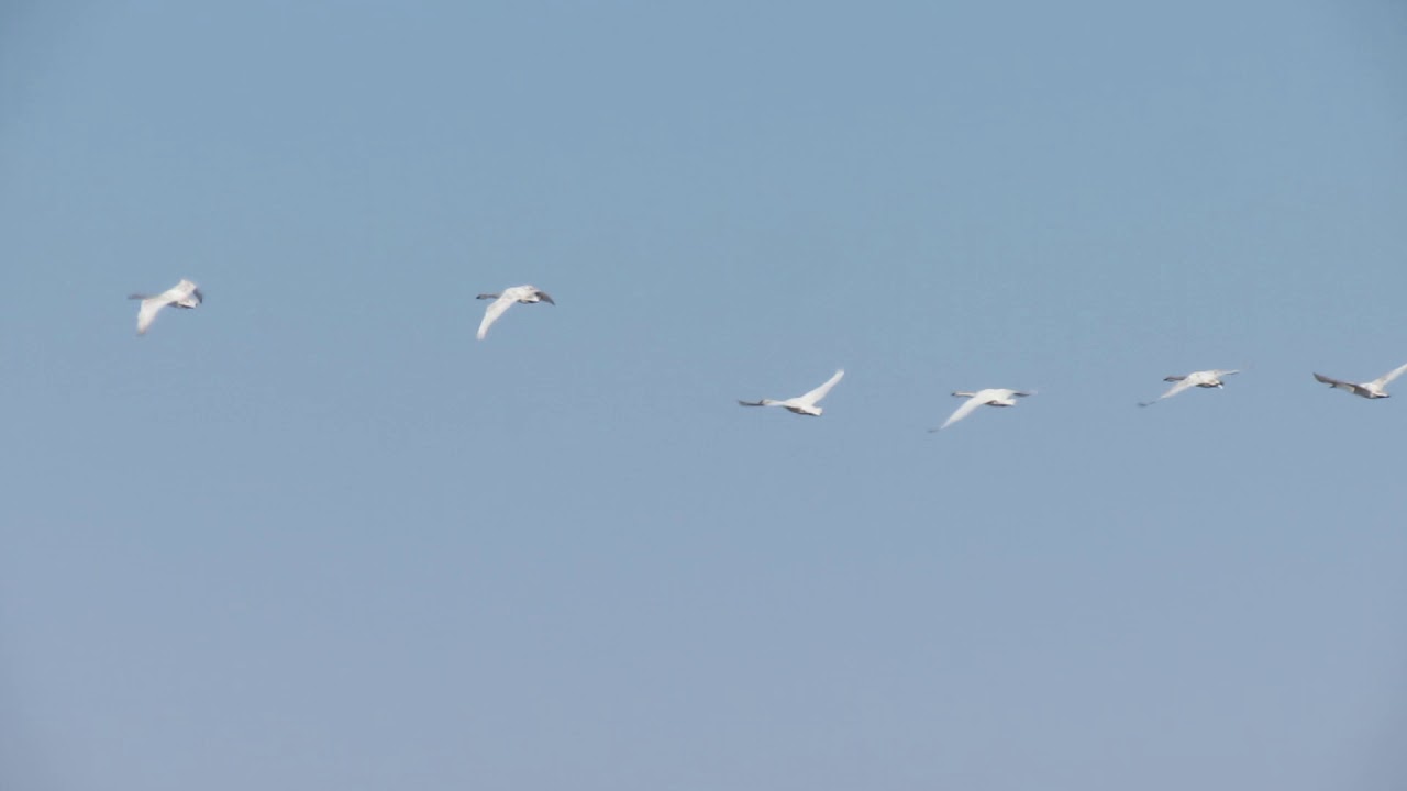 7 Trumpeter Swans TURN SOUND UP in Southern Saskatchewan, April 14 ...