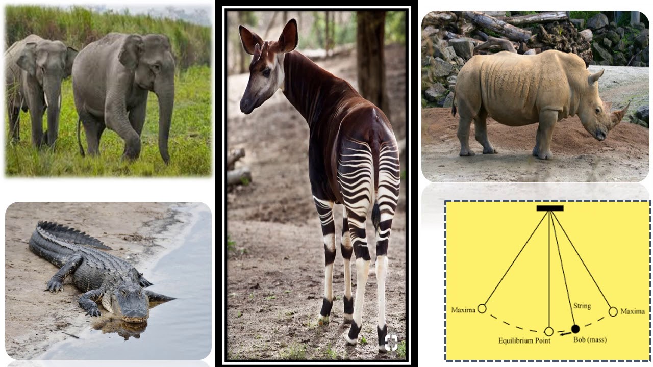 STD VIII SOUND (Module 5)Audible and Inaudible sounds - YouTube