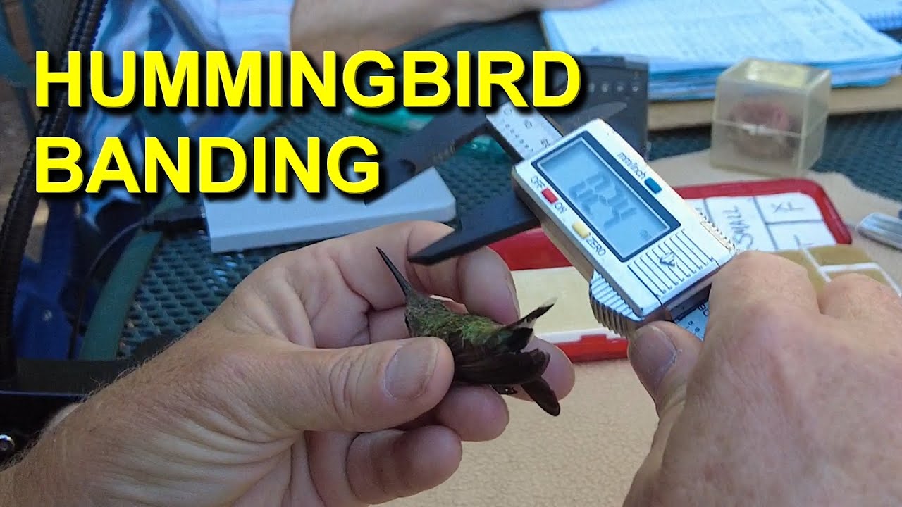 Hummingbird Banding Catch and Release and Birding in Arizona - YouTube
