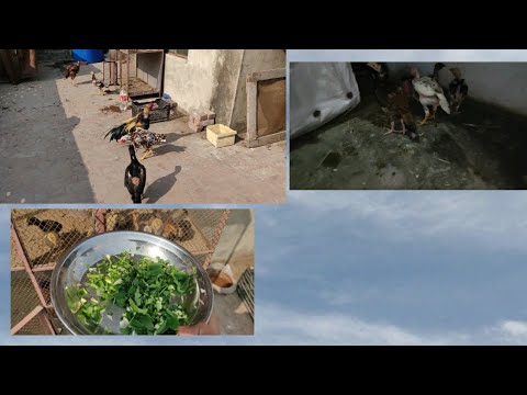 New murgiyon lay kar aya-New hens-#vlogs #villagelife #Babaromiivlogs ...