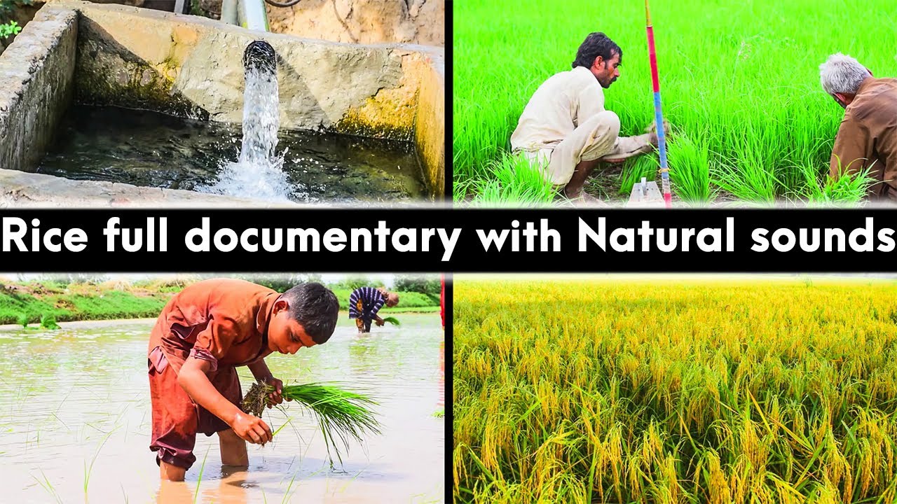 Rice farming | Rice Full Documentary in Punjab Village | Agriculture In ...
