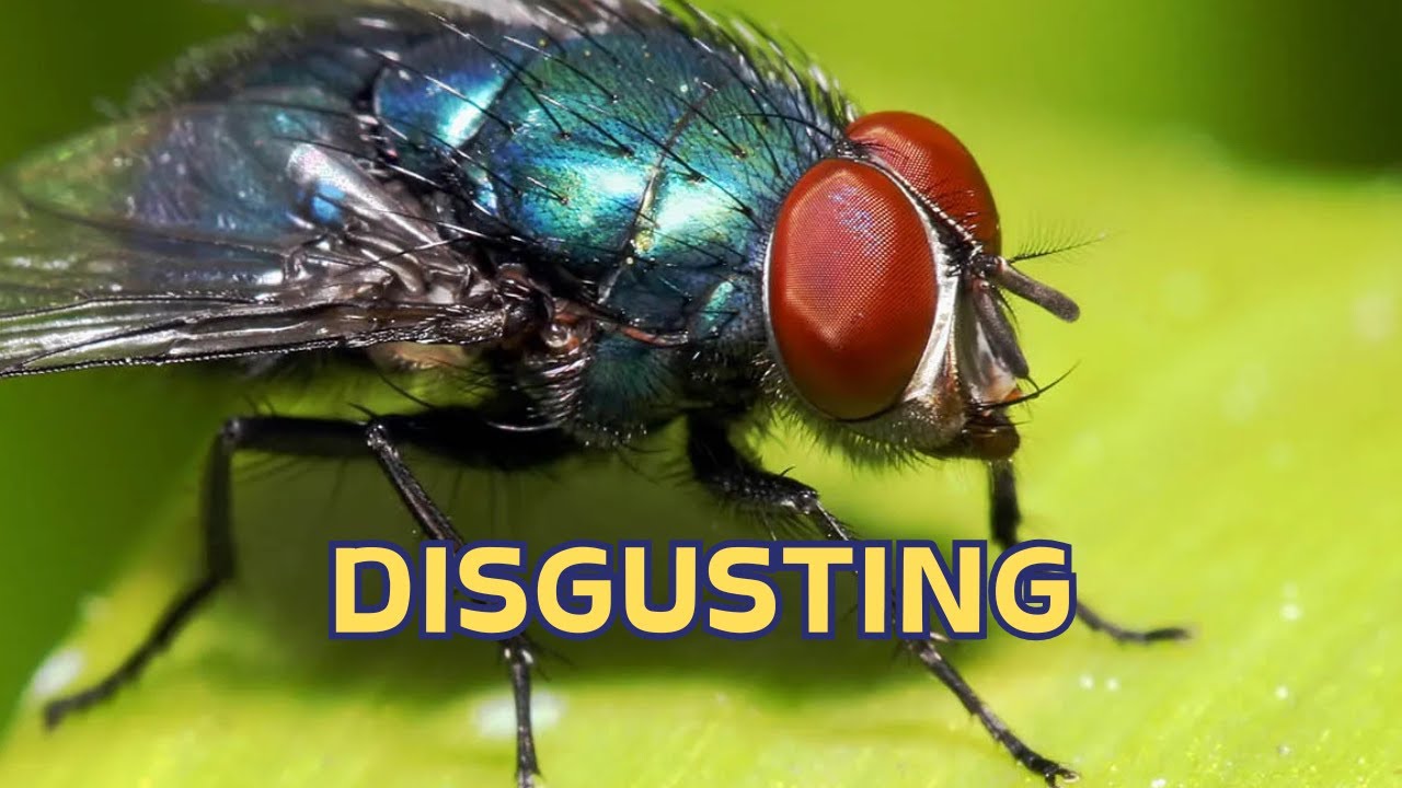 Flies are the worst bugs - YouTube
