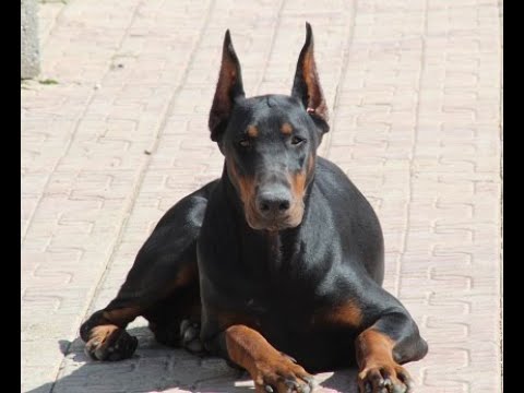 Yavru Köpek Eğitimi Zor gibi Görünür ama çabuk öğrenilir Yavru köpek Tuvalet Eğitimi  YAVRU DOBERMAN