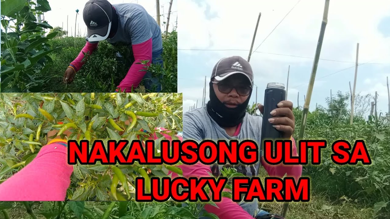 NAKALUSONG NA ULIT SA LUCKY FARM NI KABUDDY - YouTube