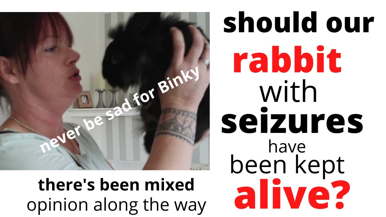 seizures in rabbits & our reasons, our decision when the vet gave up ...