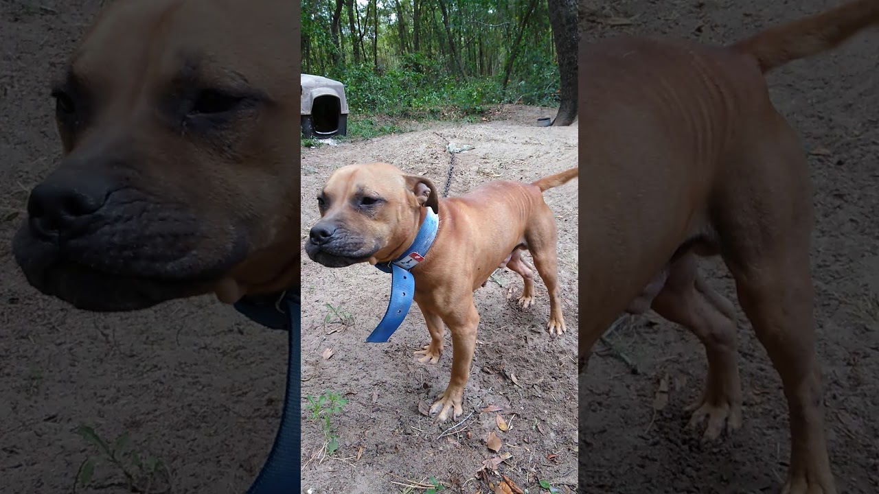 Redboy Jocko Bolio Dogs