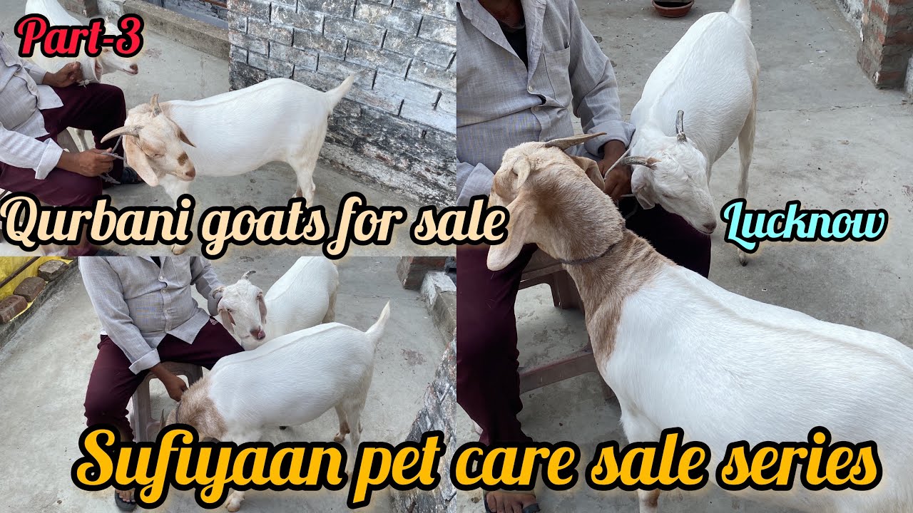 Sufiyaan pet care sale series | Part-3 | Qurbani goats for sale ...