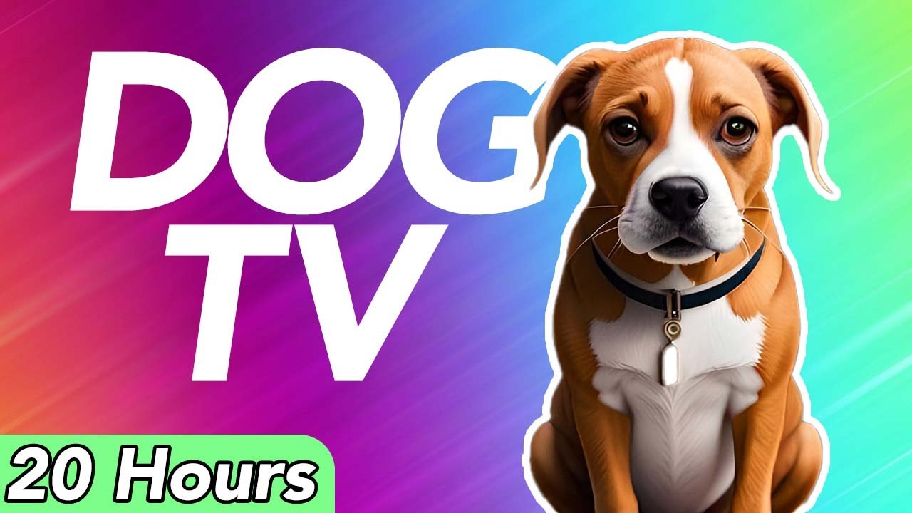 Dog TV - 20 Hours of Entertainment & Immersive Video for Dogs (2023 ...