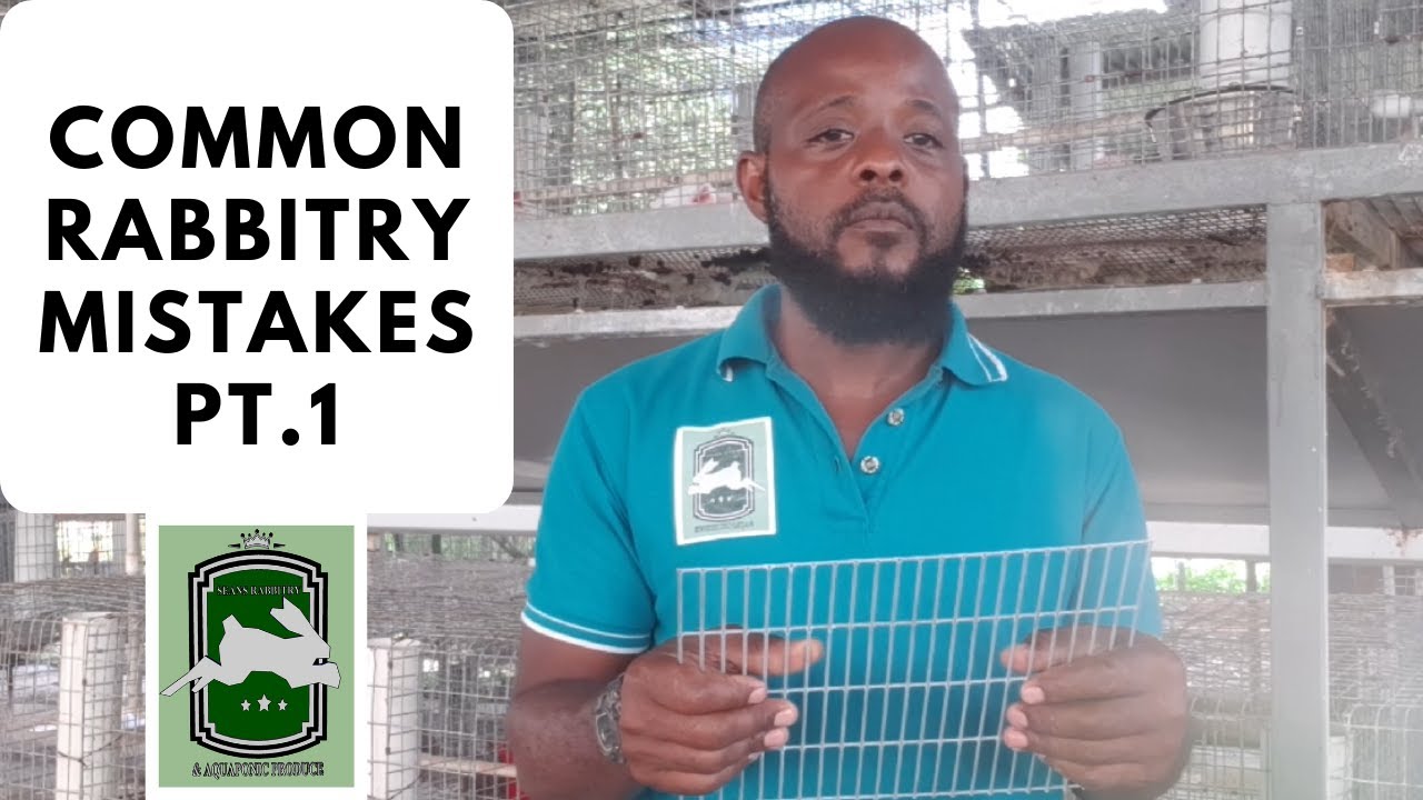 Trinidad Rabbit Farming - Common Rabbitry Mistakes Pt 1 - YouTube