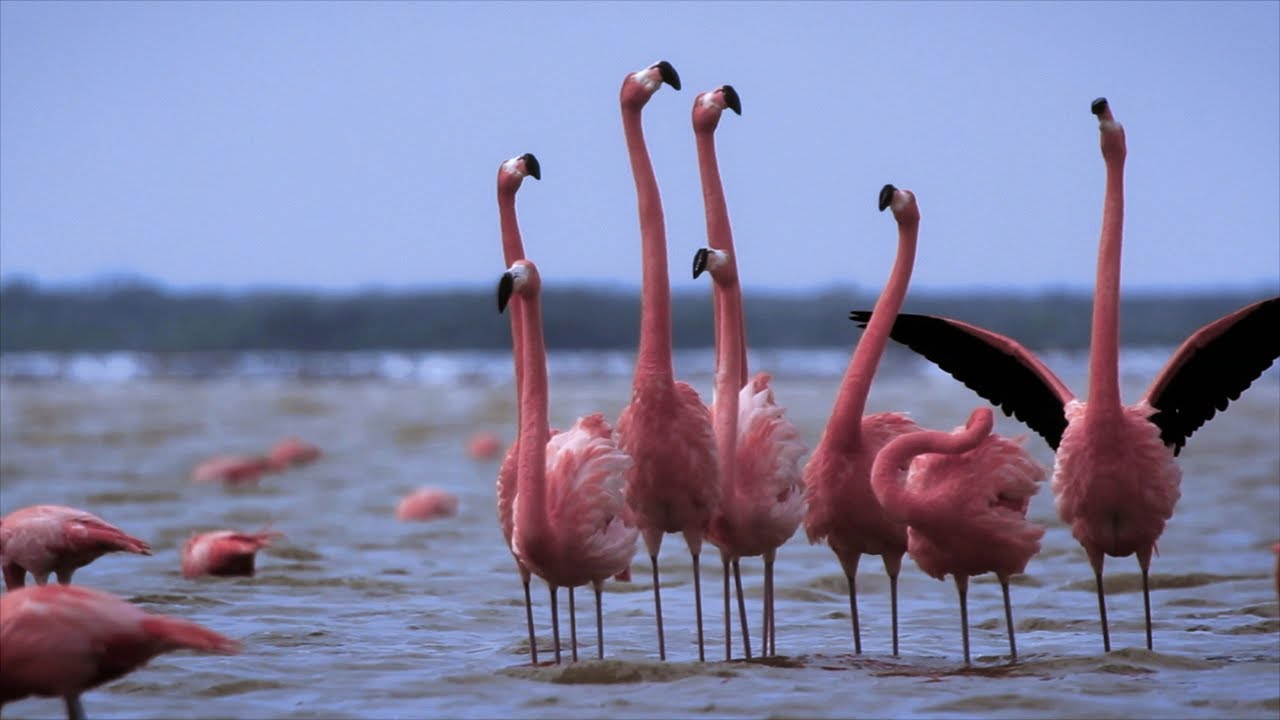 These Dancing Flamingos Know How to Draw Attention (4K) - YouTube