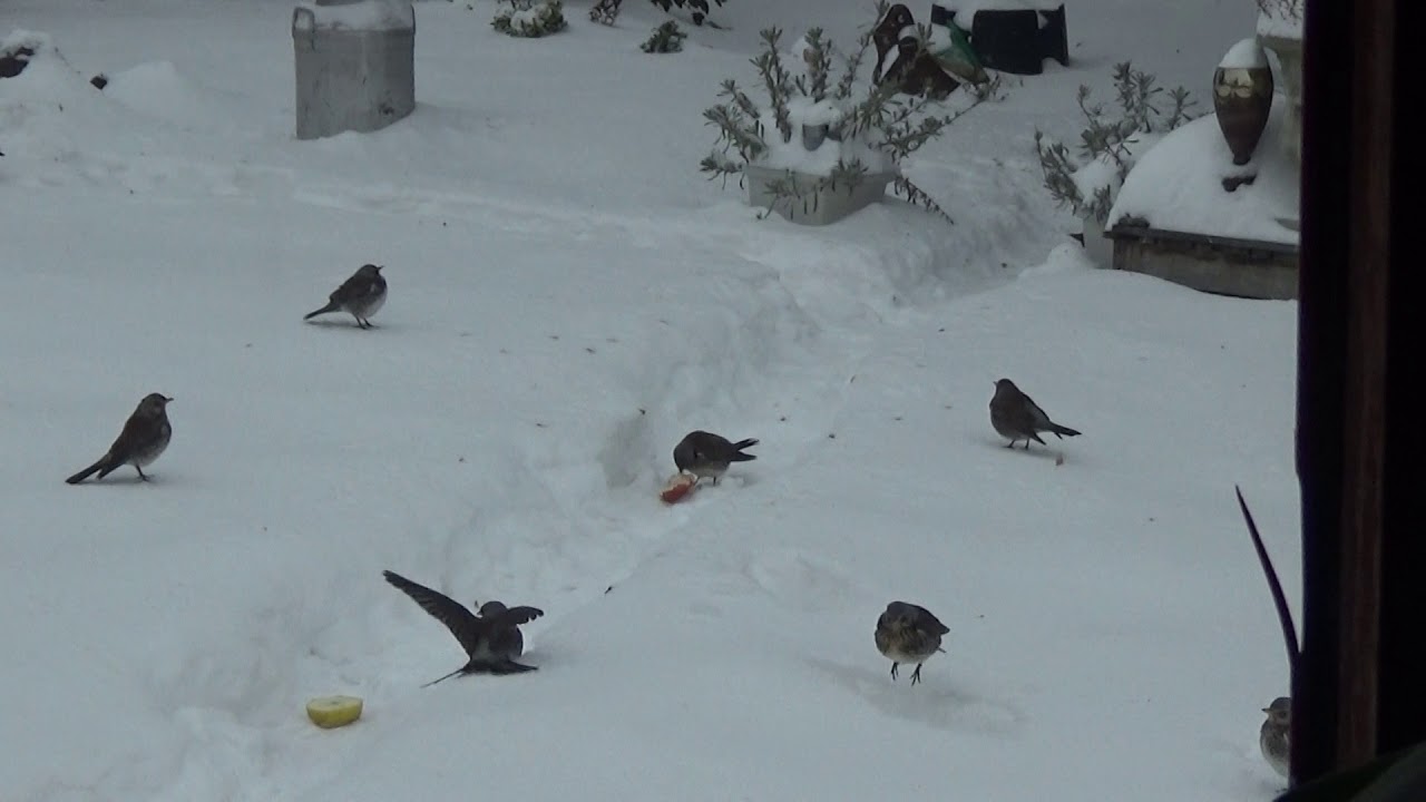 Flock of Fieldfare. - YouTube