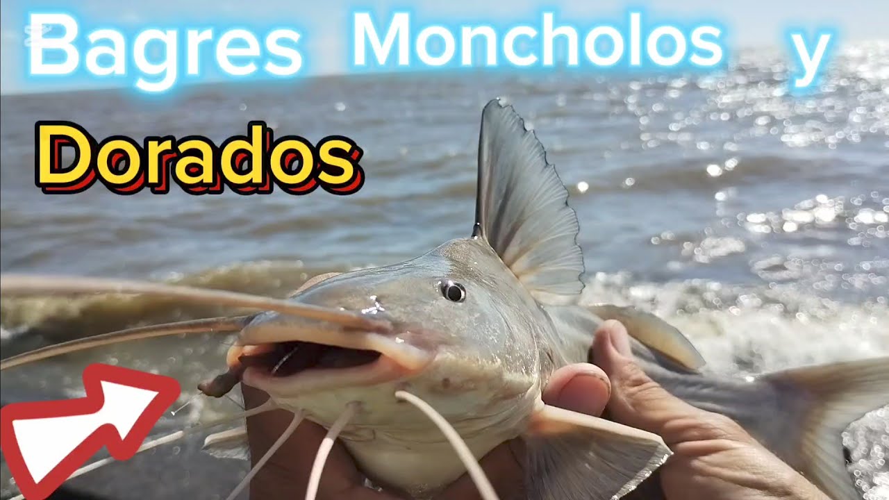 PESCA DE BAGRES MONCHOLOS Y DORADOS,EN LUGAR GRÁTIS - YouTube