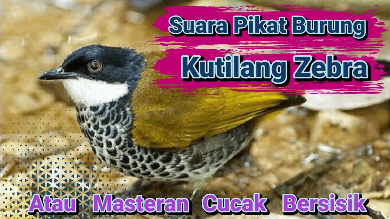 suara pikat dan Masteran burung kutilang zebra / cucak bersisik ...