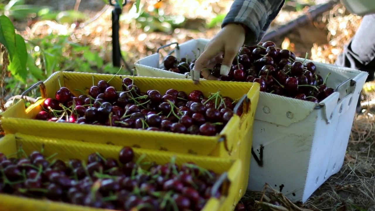 BC Tree Fruits Cherries - YouTube