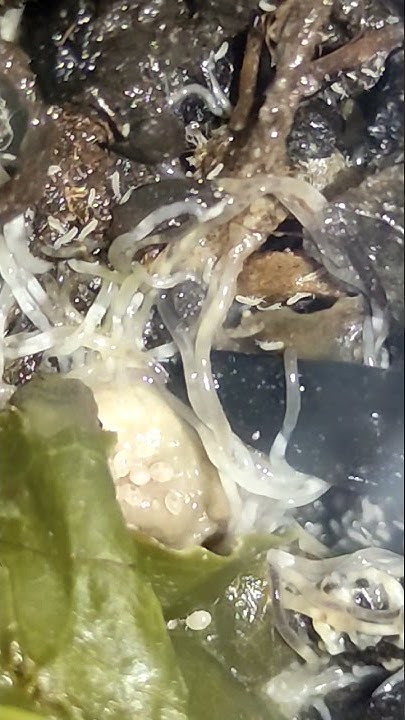 ванька встанька Youtube