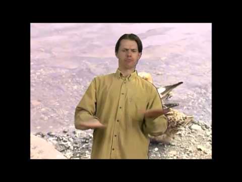 Darude ducks - YouTube