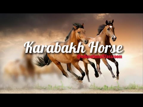 Karabakh horse : A Journey Through Time